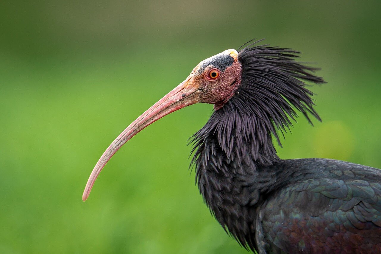 Waldrapp Ibis Returns to Slovenia After 400 Years - The Region