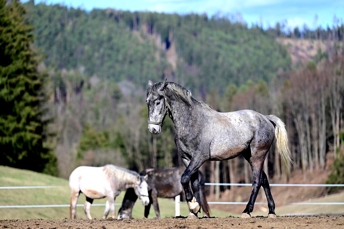 Croatian Lipizzaner Horse Breeding Tradition Earns UNESCO Recognition ...
