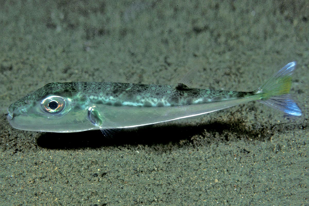 Dangerous Catch: World's Most Poisonous Fish Caught near Croatian ...