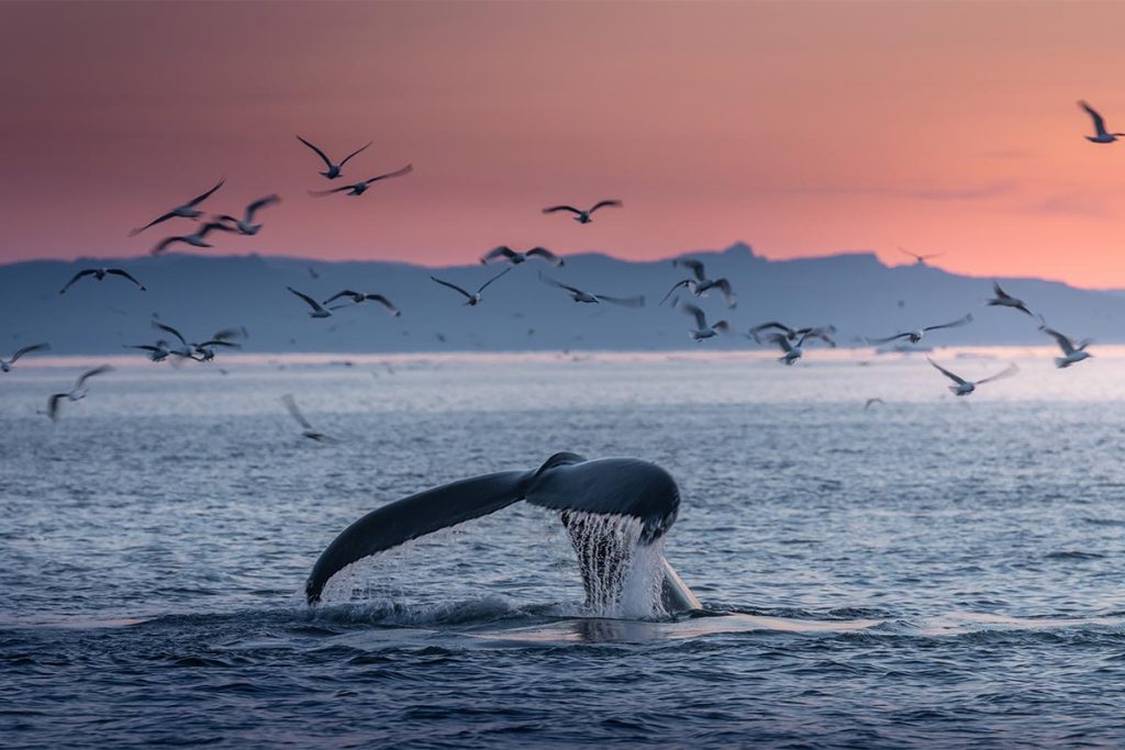 Rare Whale Sighting in the Adriatic Near Brijuni - The Region