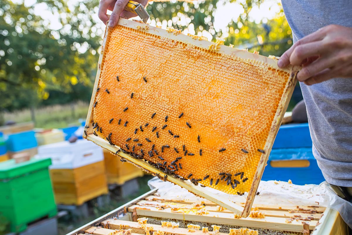Croatian Prison Beekeepers Strike Gold and Silver at International ...