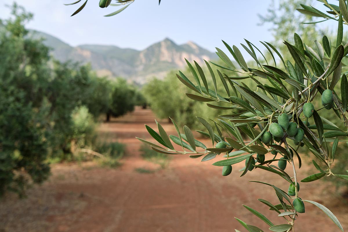 Slovenia to Launch €4.5 Million Olive Research Hub - The Region