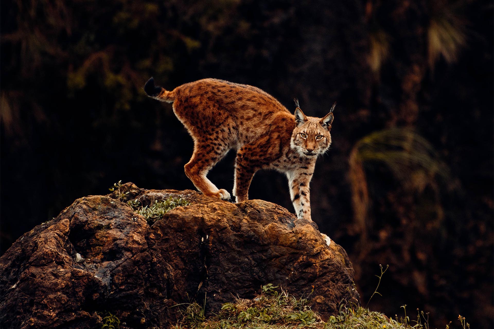 The Elusive Balkan Lynx - The Region