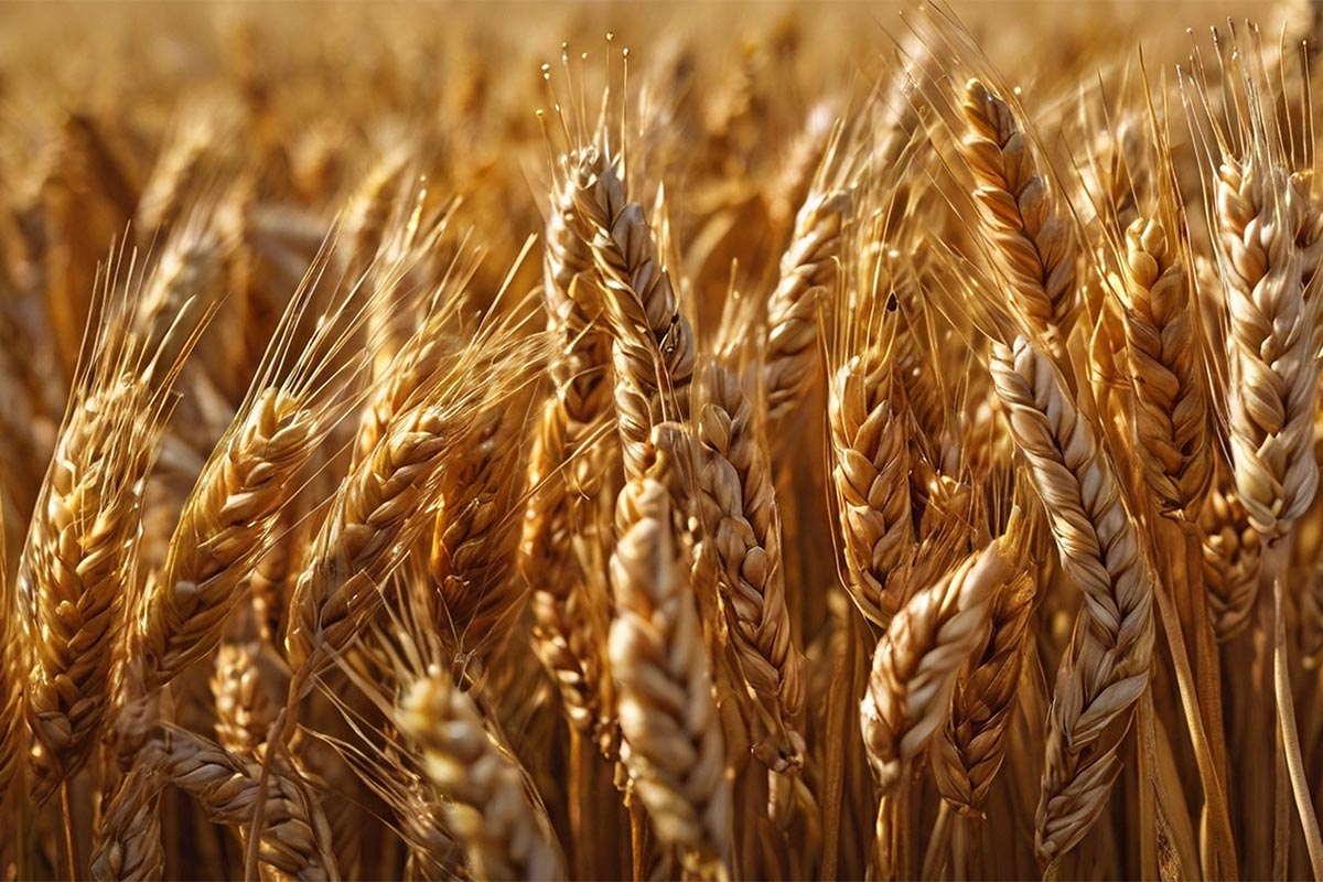Serbian Farmers Cry Foul as Wheat Prices Fail to Cover Costs - The Region