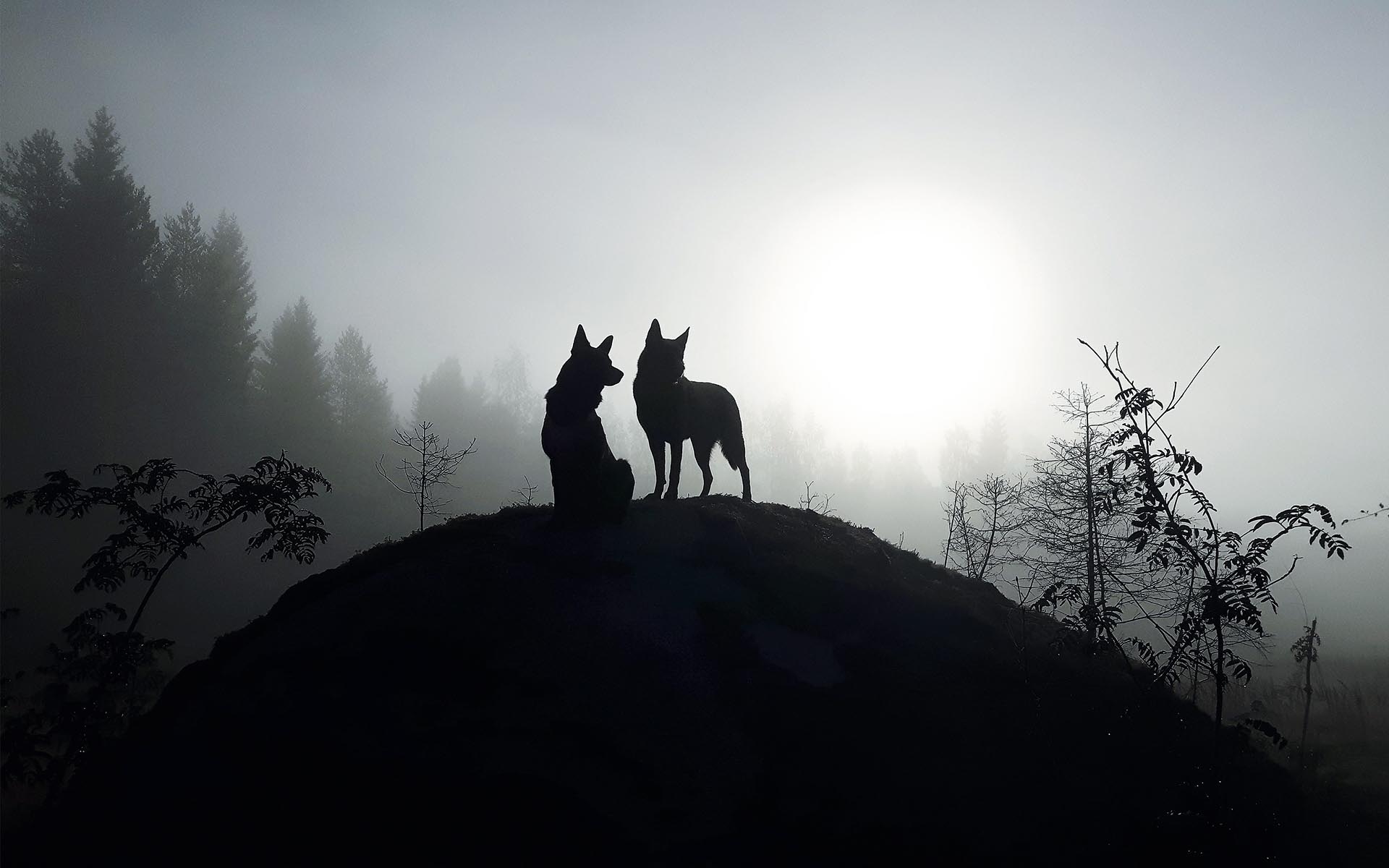 Wildscope: The Return of the Wolves - The Region
